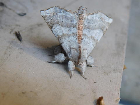 A Fluffy Time on Remnant: Moth to a Frozen Flame