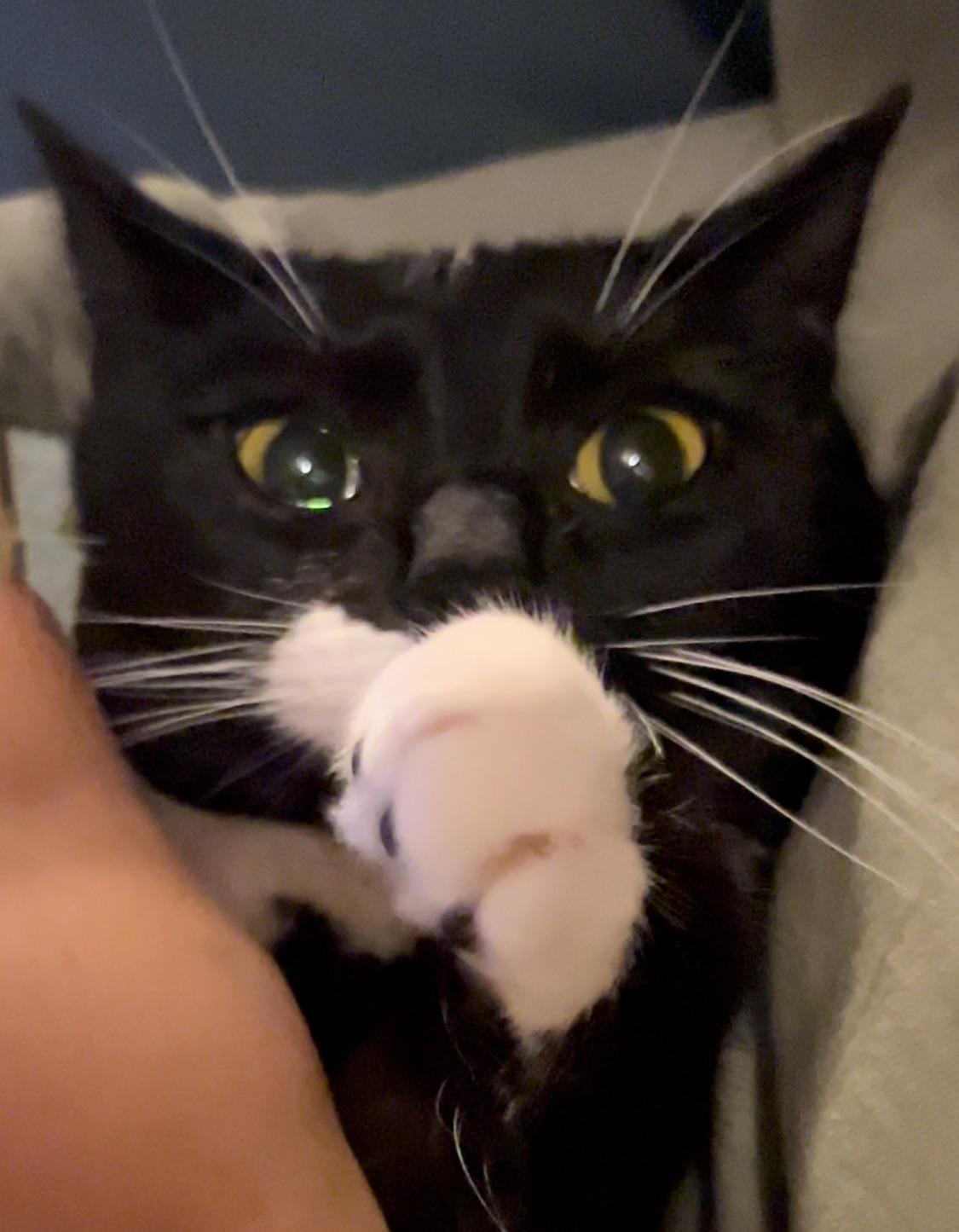 Schoolboy Showdown: Cobra Kai Edition