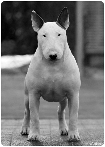 A Soldier Adrift: Captain Westeros